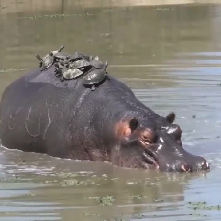 This is a beautiful and charming water-dwelling species