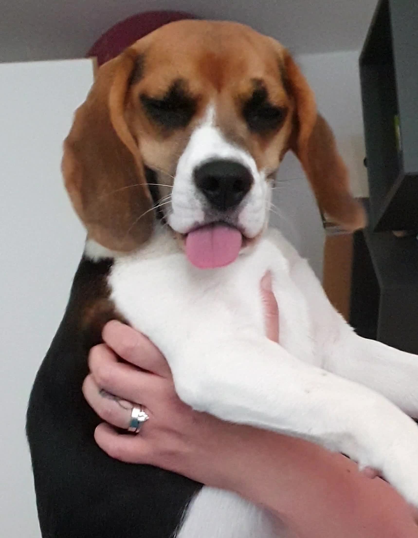 Our cuttie Carla Beagle