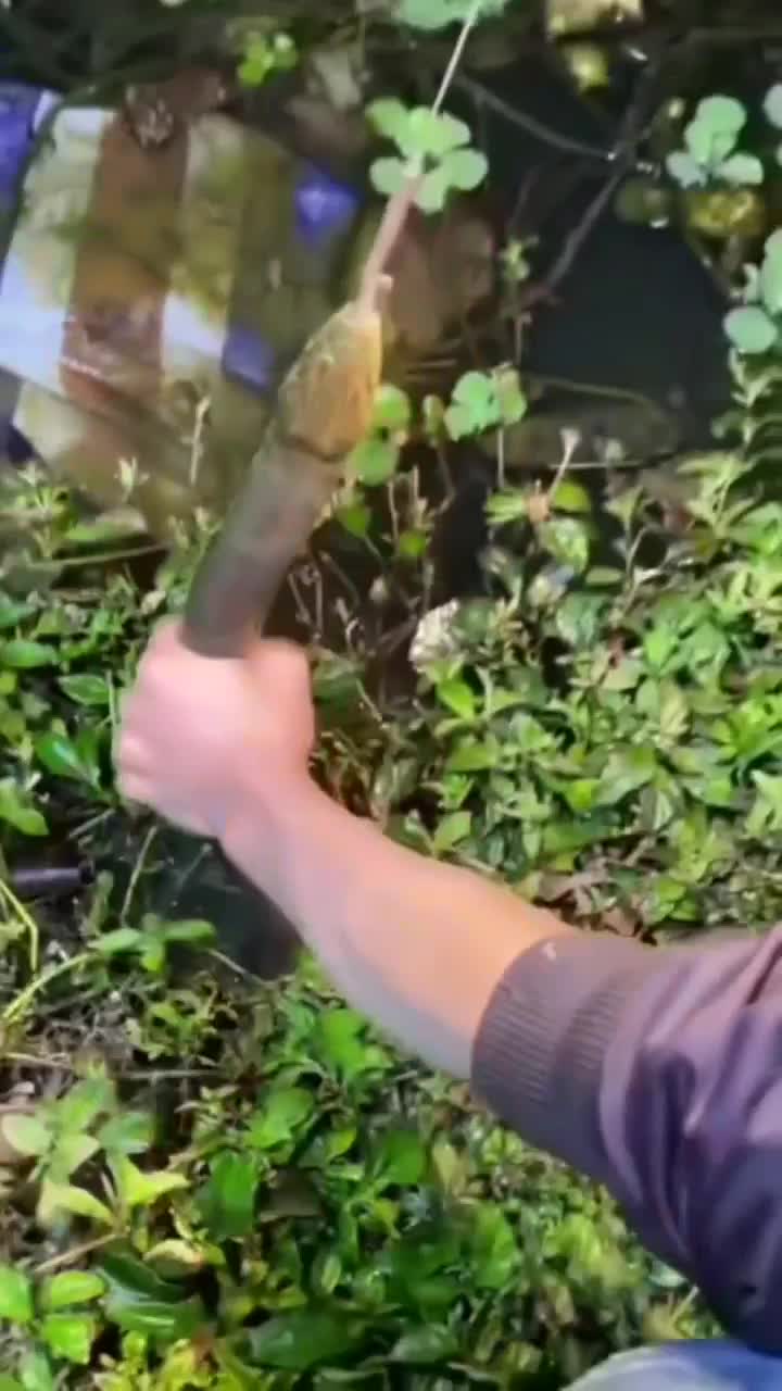 This is a beautiful and charming water-dwelling species