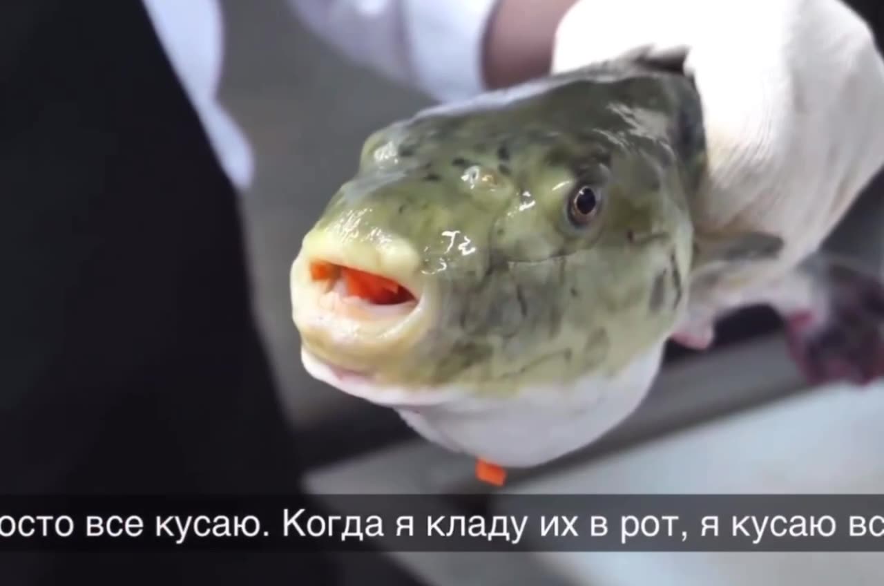 Homer Simpson foogoo me puffer fish ? Lol