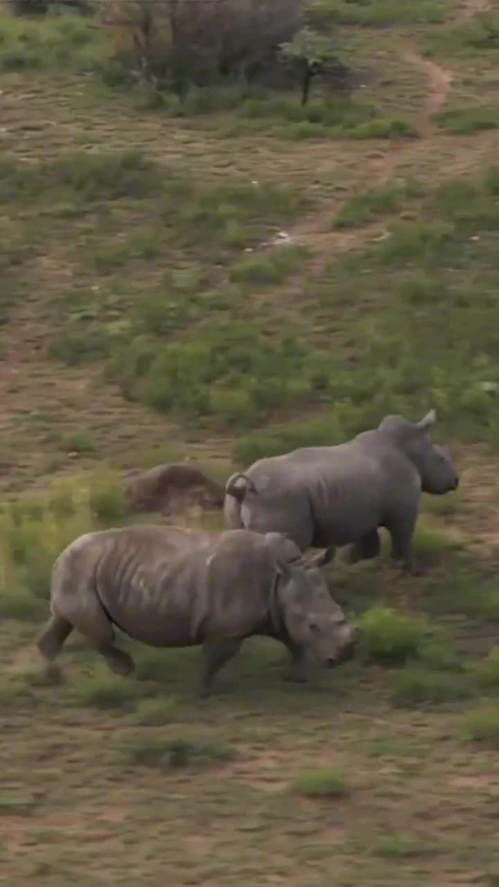 Rhinosaurus: Fascinating Facts About Rhinosaurus You Didn’t Know! # ...