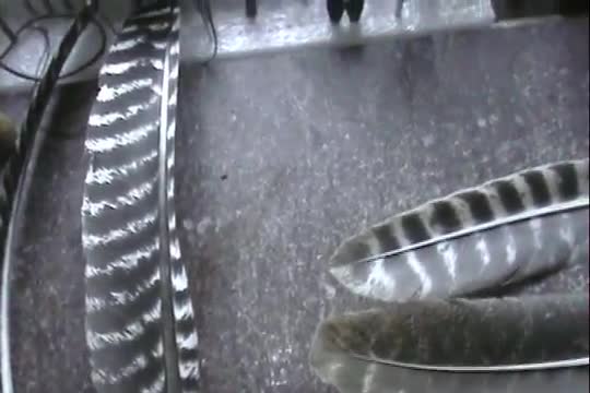 Part Y- Building the Virginia Hogfiddle Kit