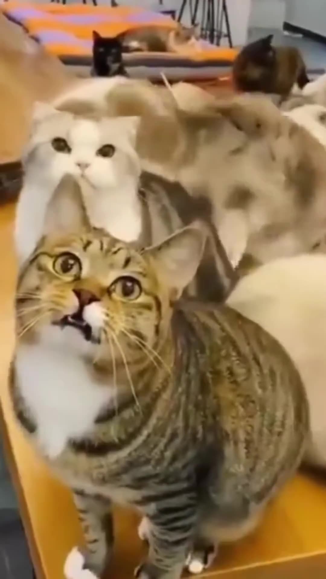 Cutest Silly Cats - Funny Cat Videos Compilation