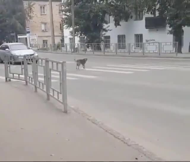 even dog follows the traffic light!