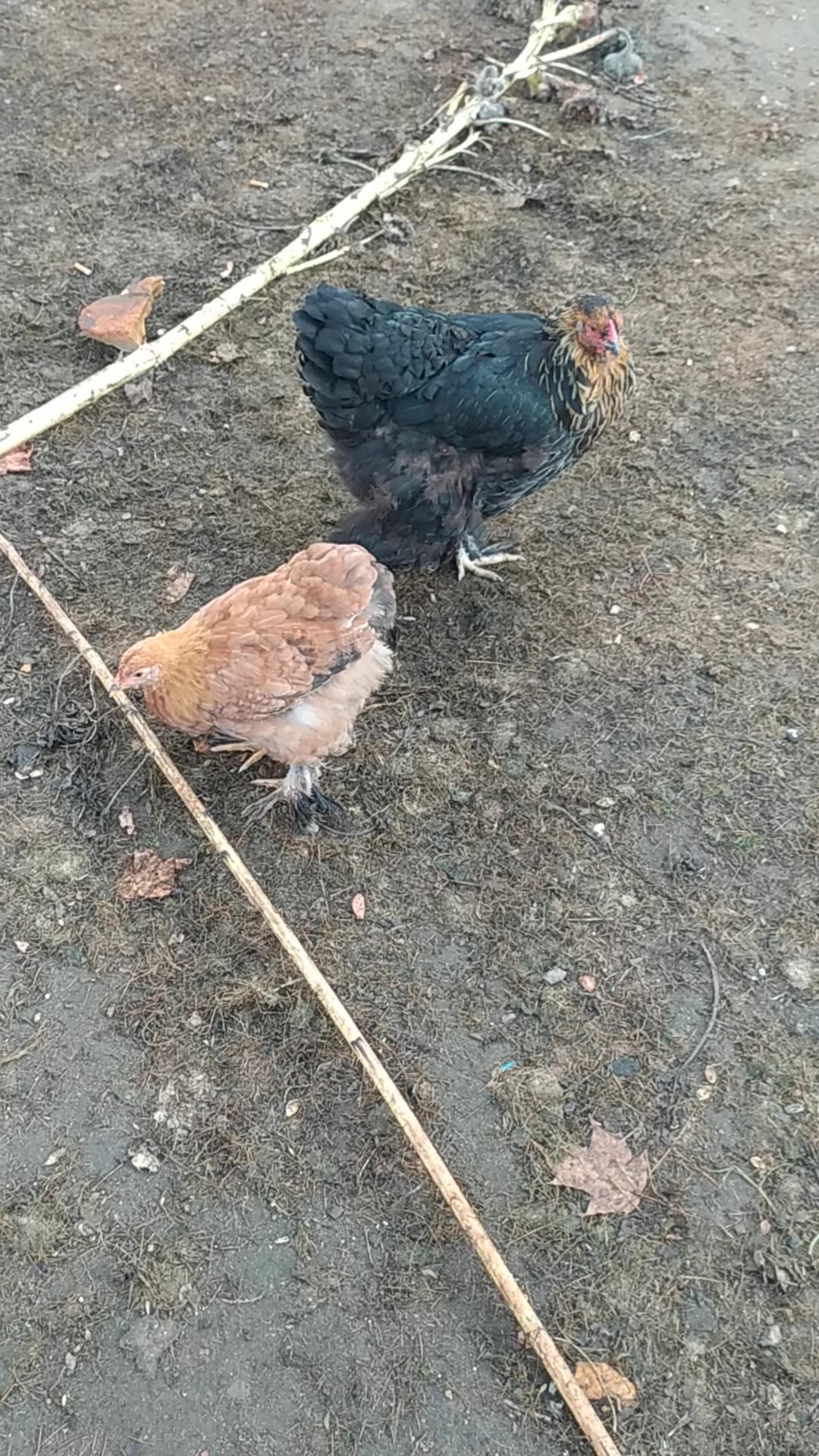 Ginger when she was little and her mom Miss Macintosh