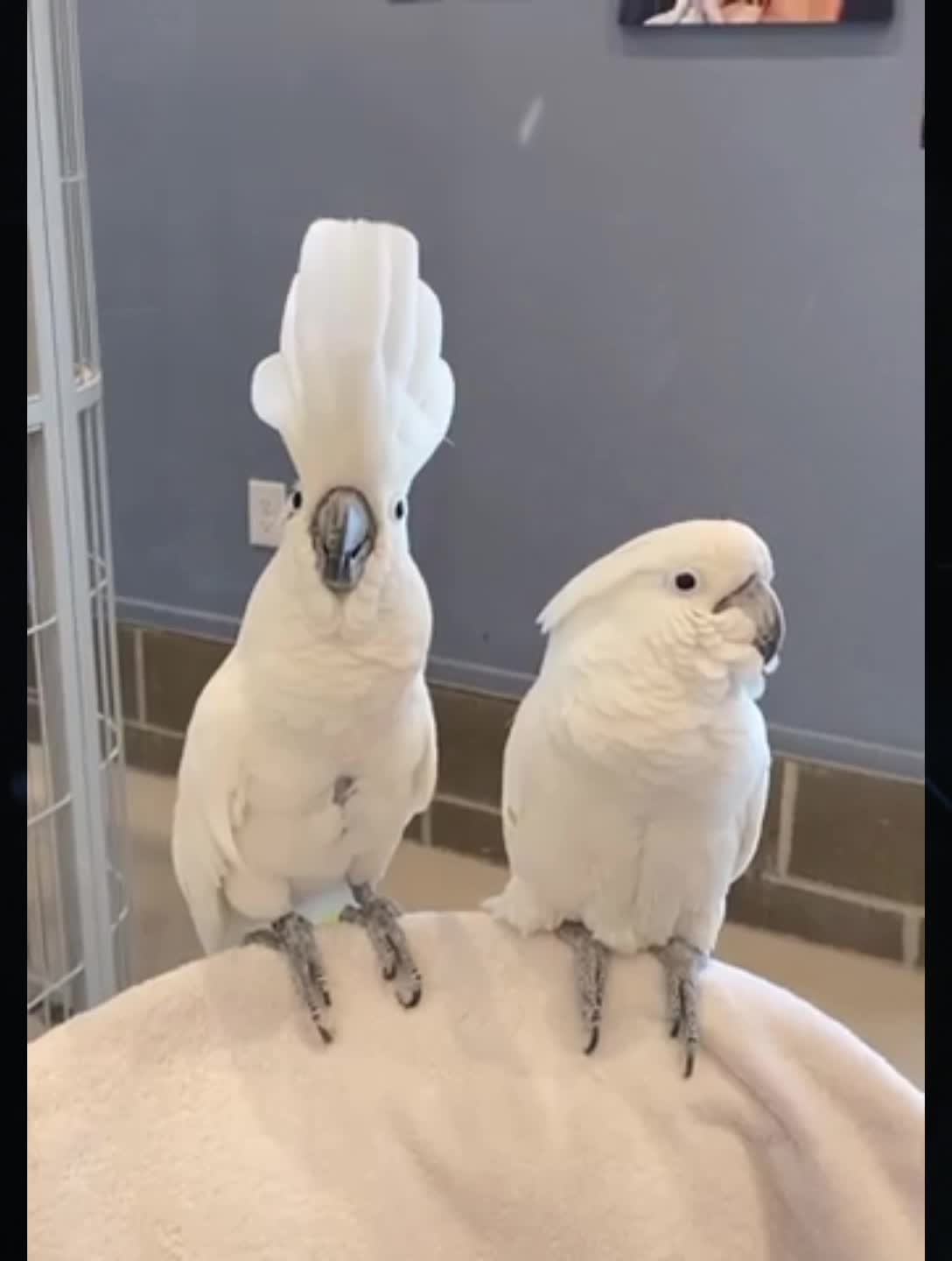 Cute couple bird dancing 😍 #birds you can't stop laughing