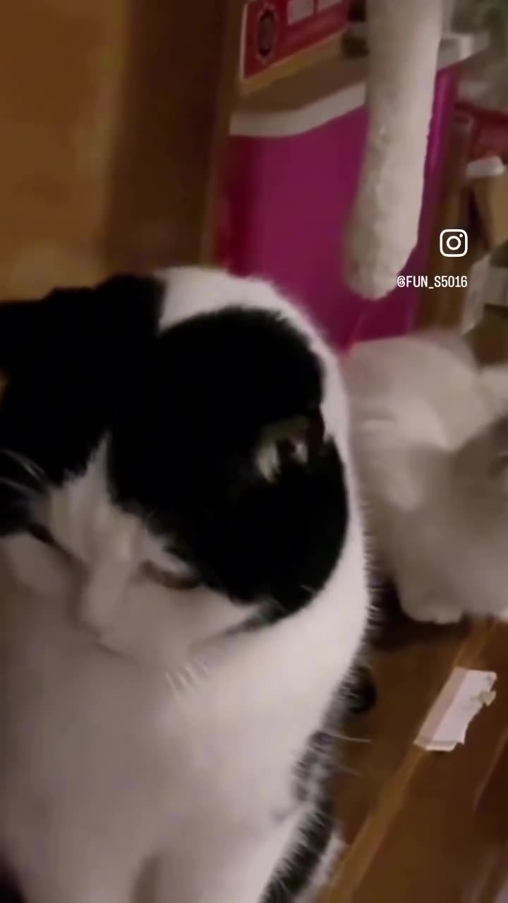 CAT MEMES WITH DIFFERENT SOUND
