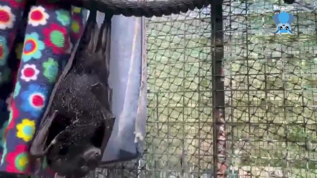 Tolga Bat Hospital Yellow Bellied Sheath-tails Ringo and Peppi