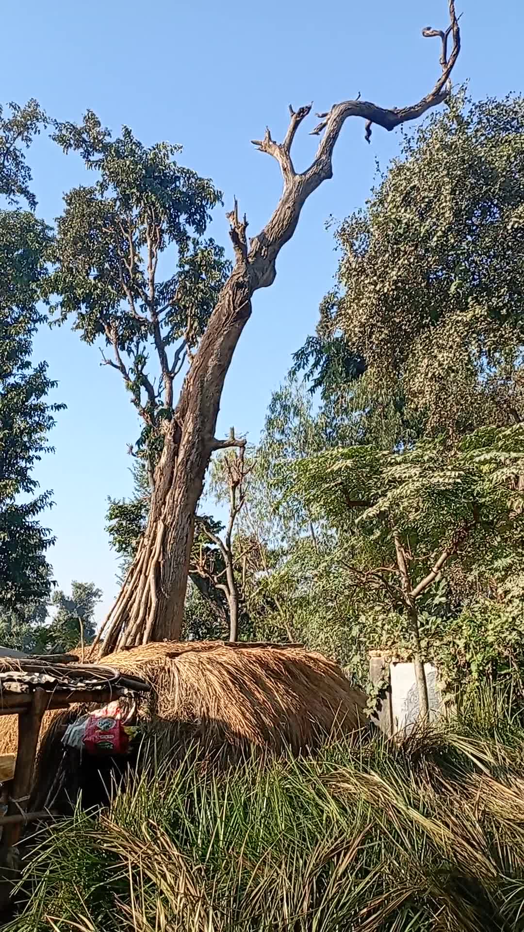 Old Tree In Nepal