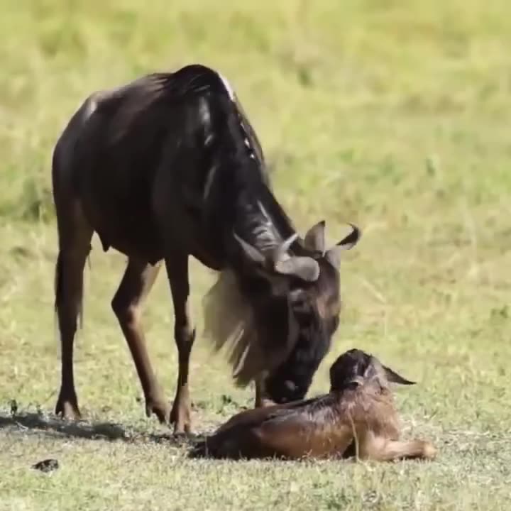Amazing Wildebeest Giving Birth, Rare moments in nature