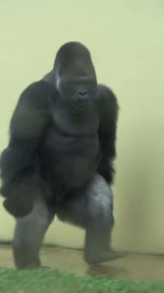 Bodybuilder Epic Walk