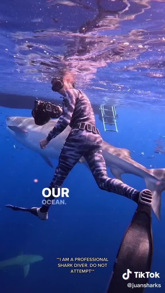 This is shark ID Riley aka “The King,” and is the largest and only ...