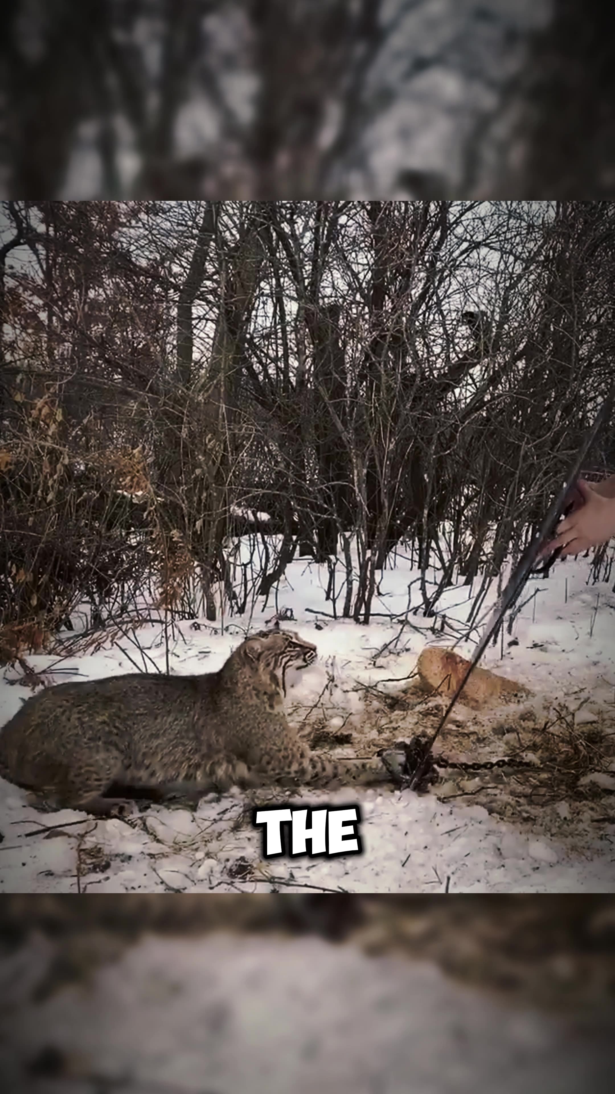 This Lynx Was Stuck In A Metal Trap! 🥹