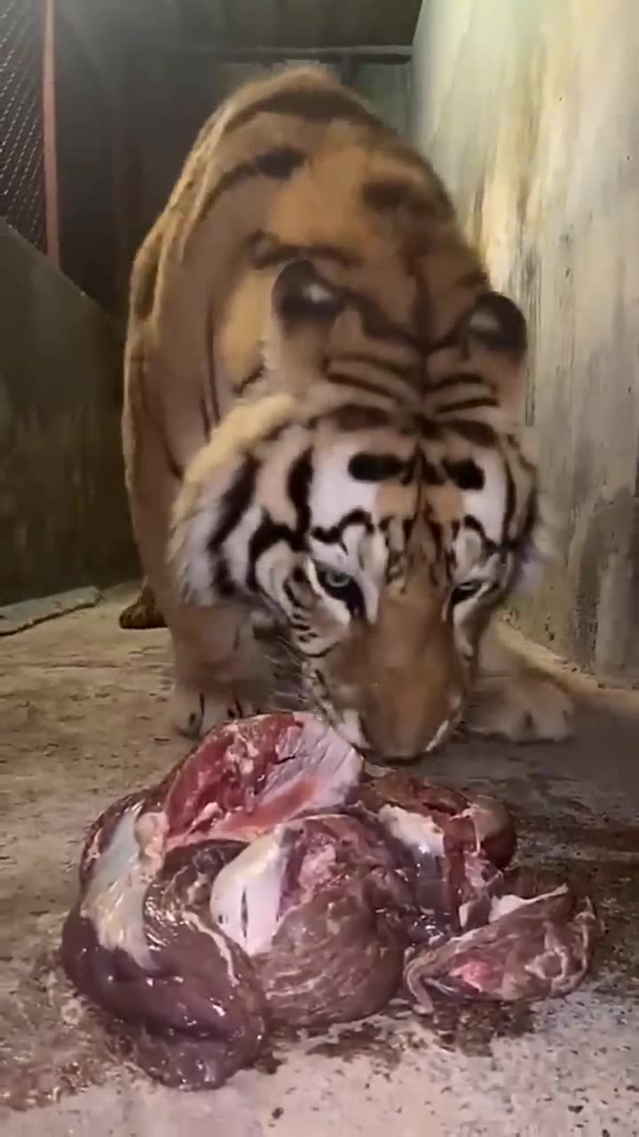 The rore Bengal Tiger eating meat 🍖😱|bengal tiger|