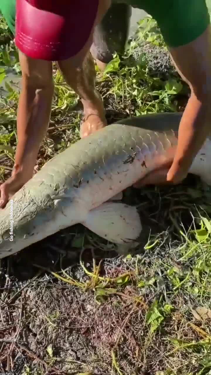 This is a beautiful and charming water-dwelling species