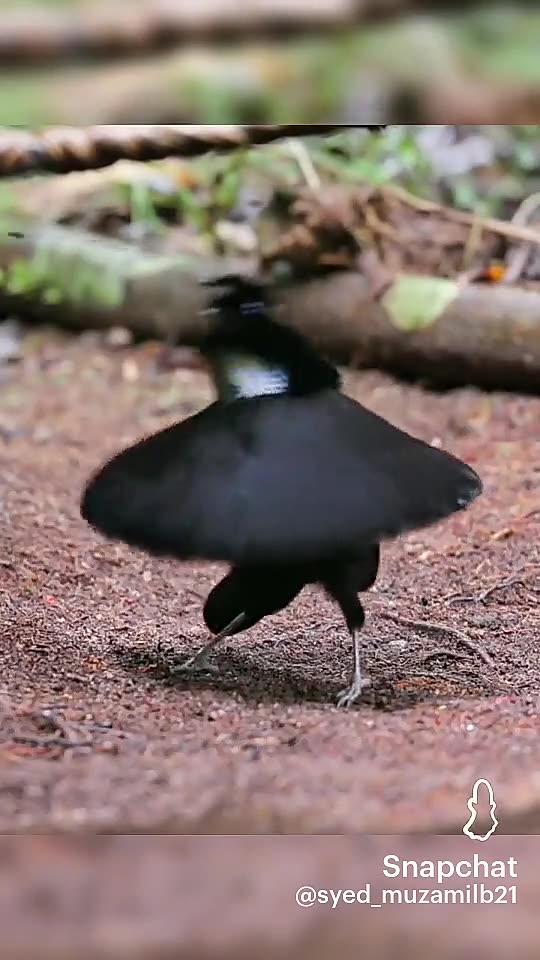 dancing bird, dancing birds video, dancing birds of bird craft, dancing ...