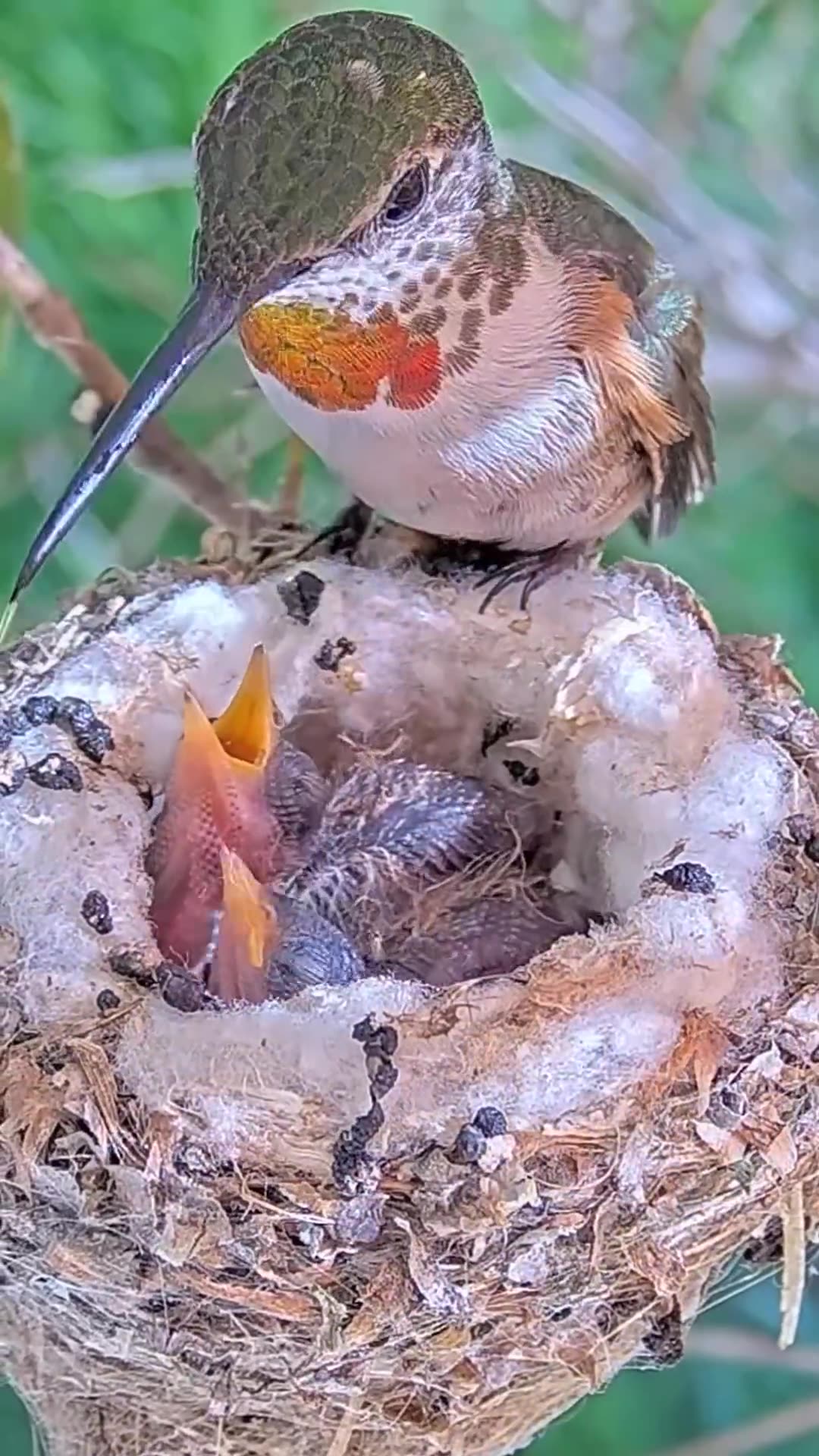 Funniest poo video - Baby Hummingbirds Poop From The Nest With Sound!