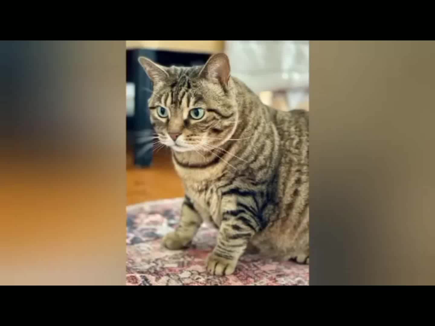 Cat in blender video 😲 / cat video / Twitter cat in blender / cat in a ...