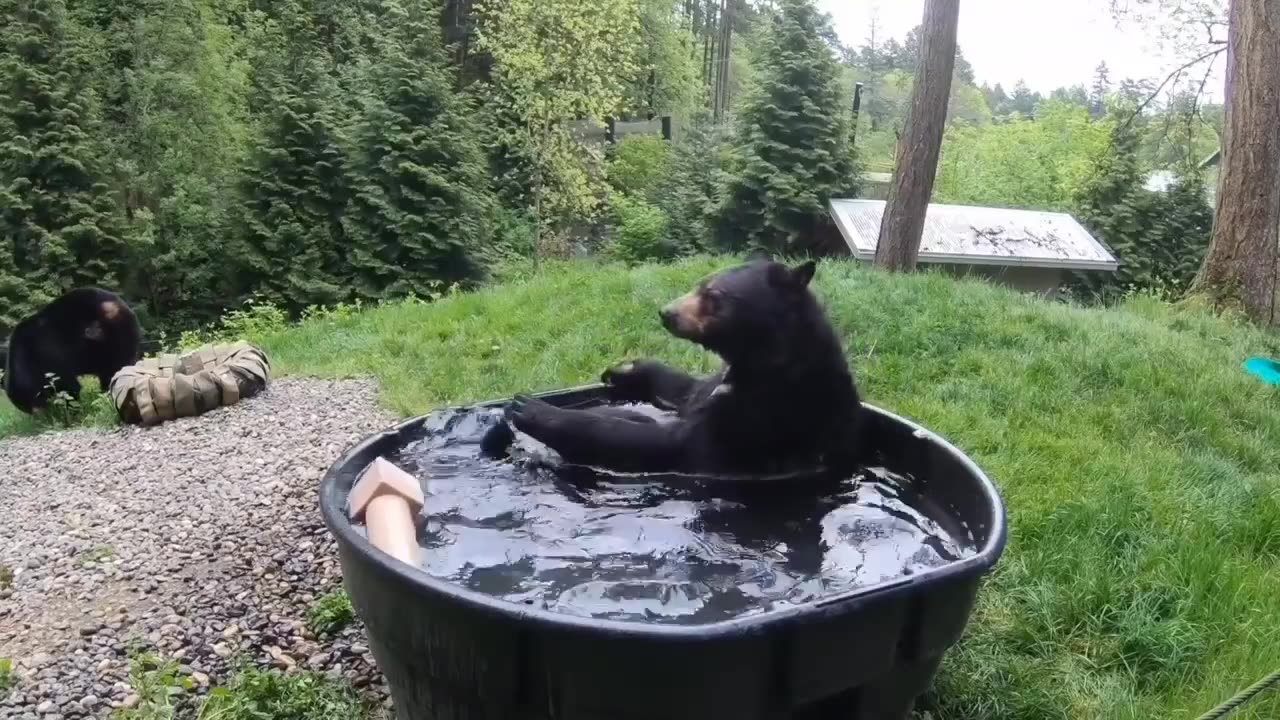 Funny bear