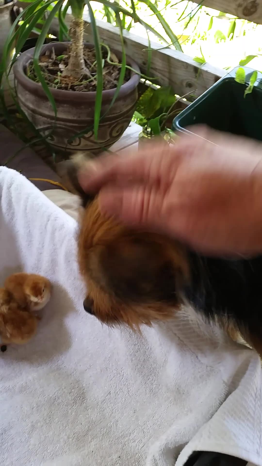 ChiChi Monkey The Peeper Mommy