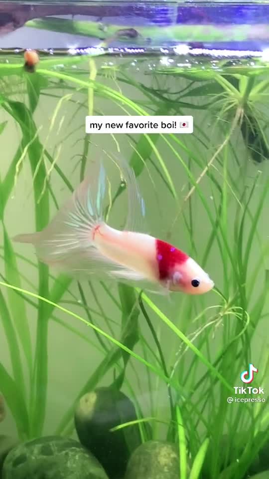 Cute Fish Beta