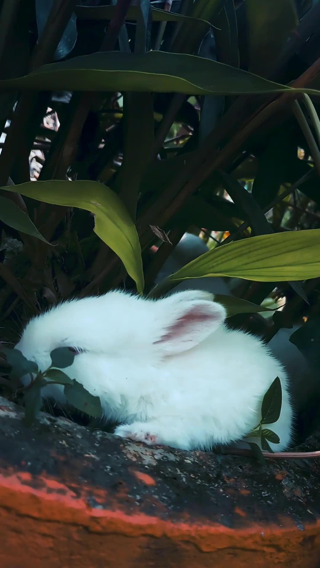 Cute Baby Rabbits Playing,Feeding Activities | Bunny Rabbit (Baby Rabbits)