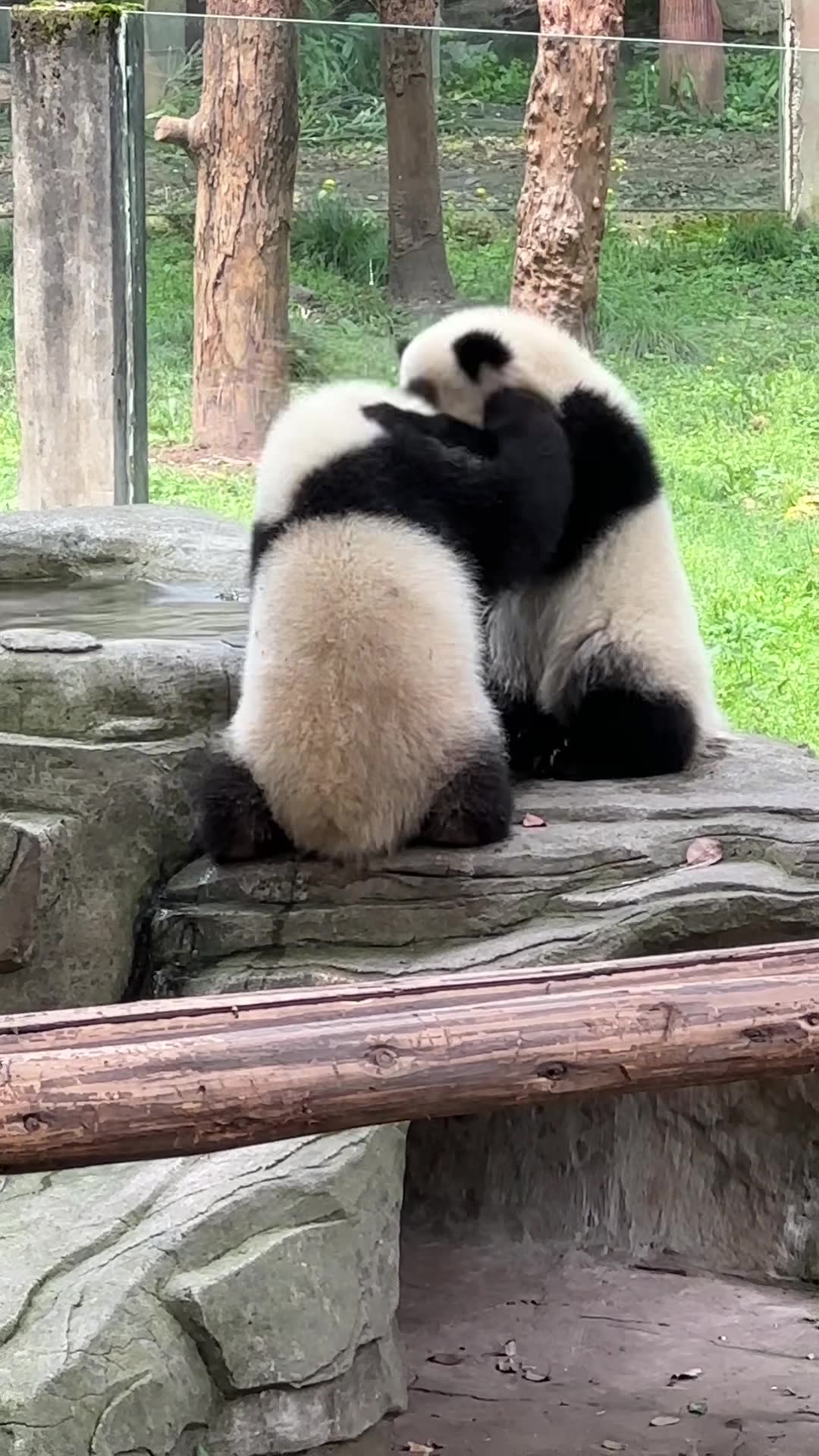 Two Panda babies hitting eachother