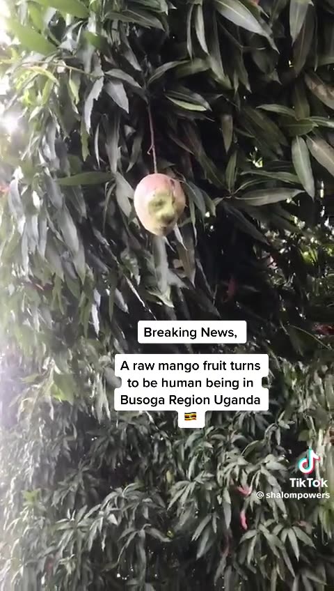 A Mongo fruit has just turned into human's face while it is on tree