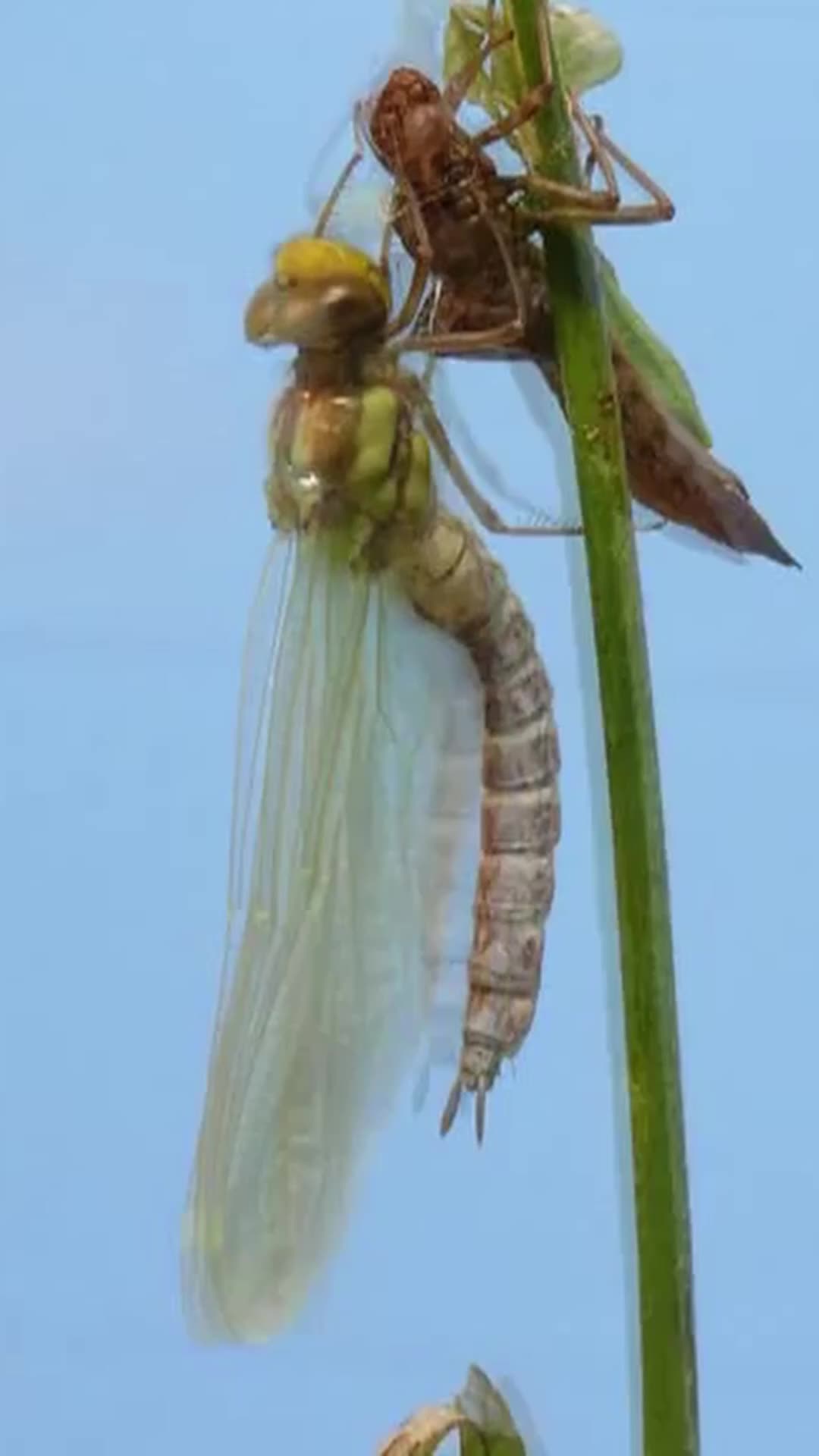 Watch Amazing Dragonfly Emergence #insects #dragonfly