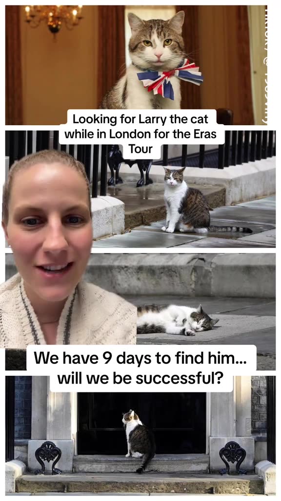 : Swifties' incredible mission to catch glimpse of Larry the Cat