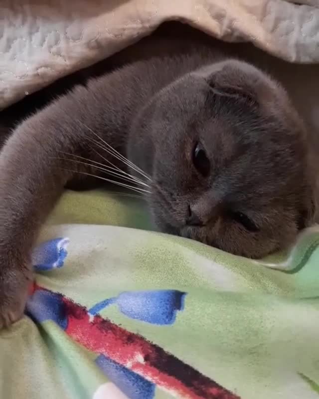 Russian blue kitty wants to sleep more