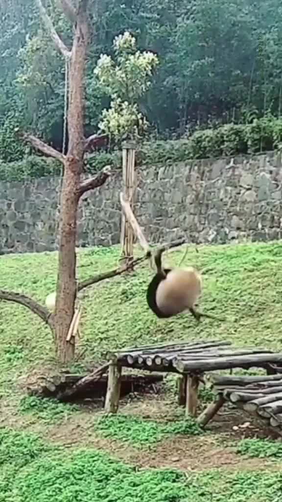 FUNNY PANDA FALLING OF TREES🤣.MUST WATCH!!!😂
