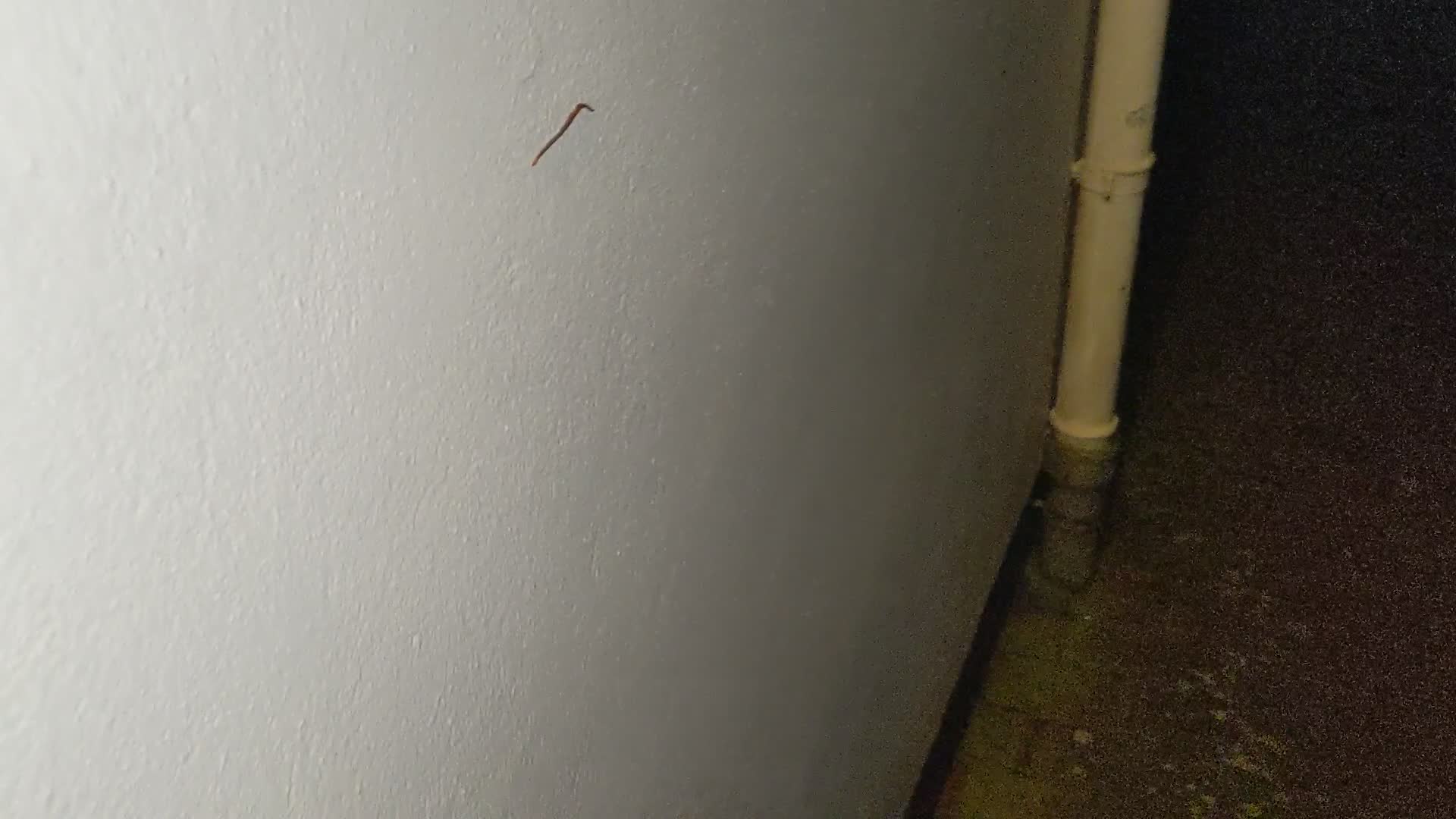 Langer Dunner Wurm An Der Wand