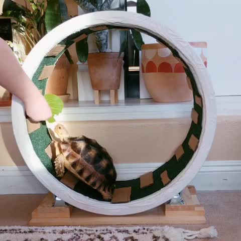 Tortoise Motivated By Treats To Use Hamster Wheel