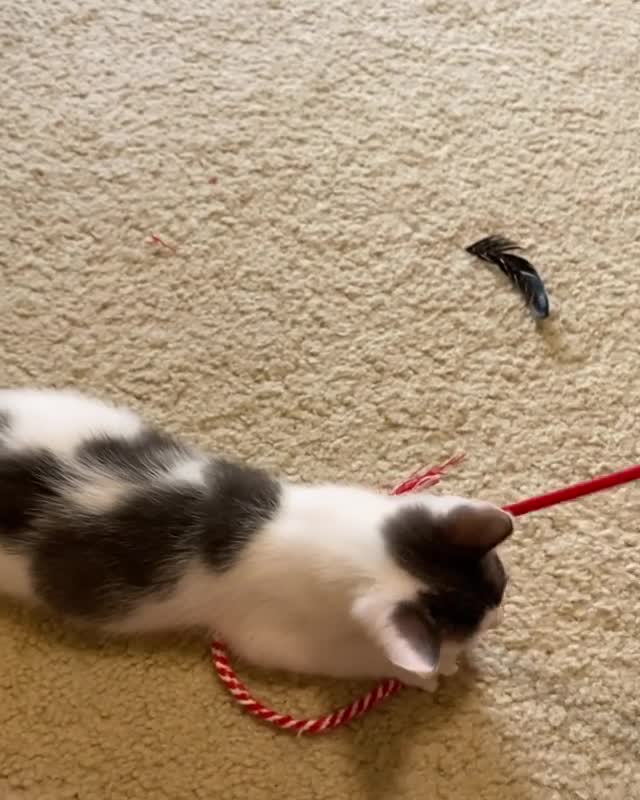 Awh ! Cute cats Playing with the rope
