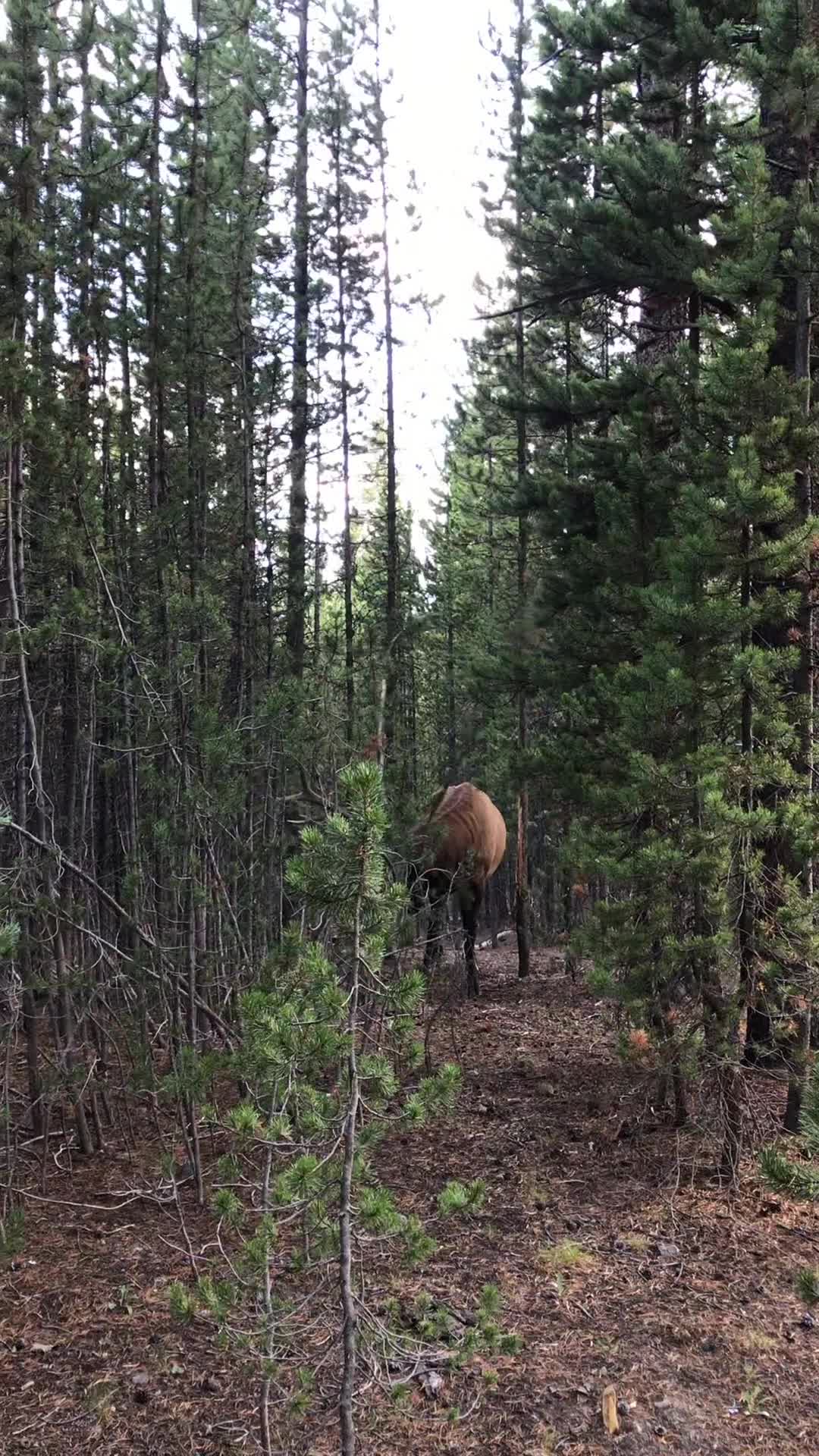 Bull Elk in the Rut Rubbing Antlers on Trees