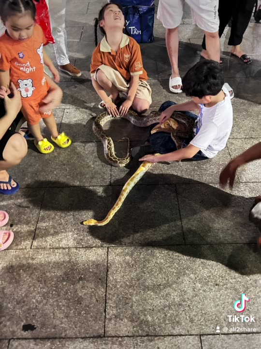 Vietnam Snake Display