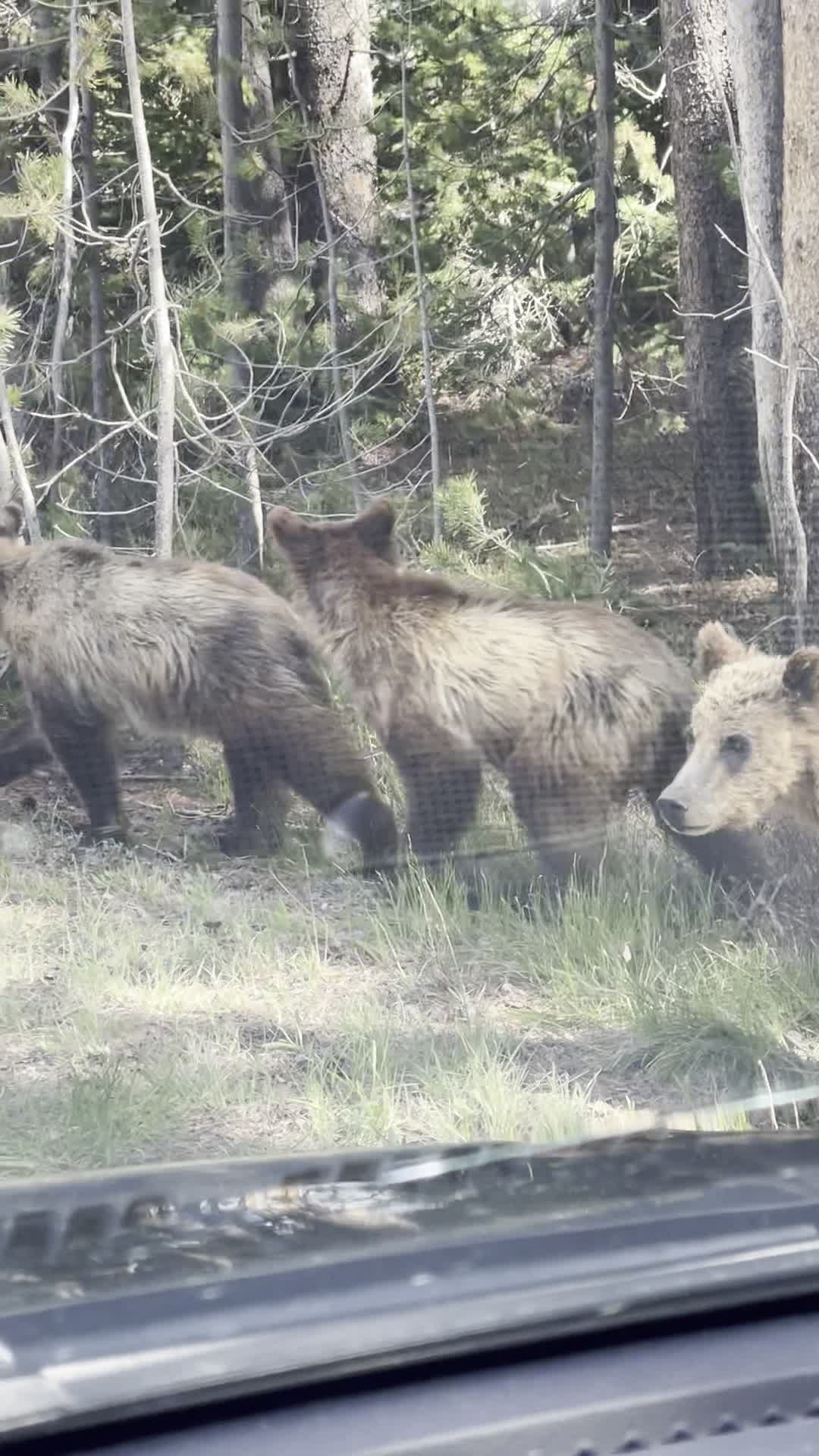 Family of Bears Scurry Across the Road