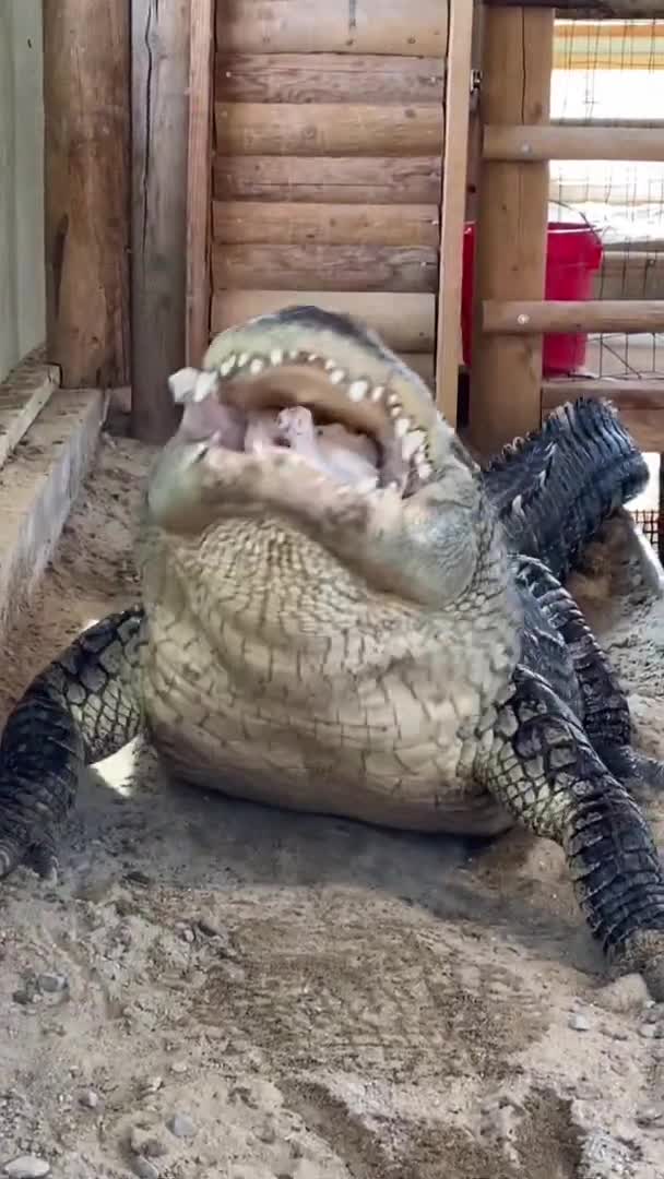 The Alligator Eats A Chicken Burps