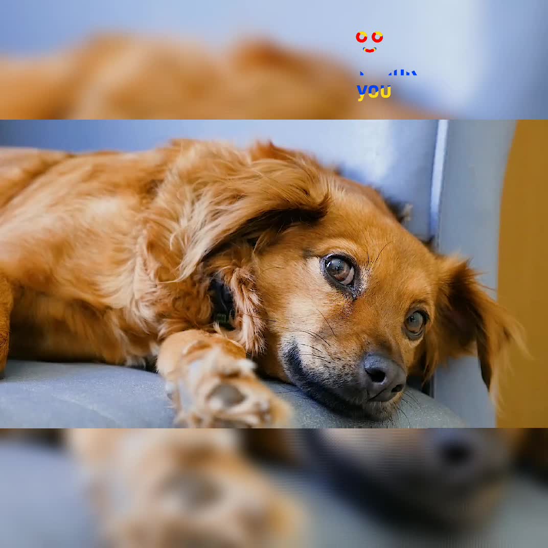 cute animals | cute cats | cute pappy |cute dogs | cute birds|cute pets ...