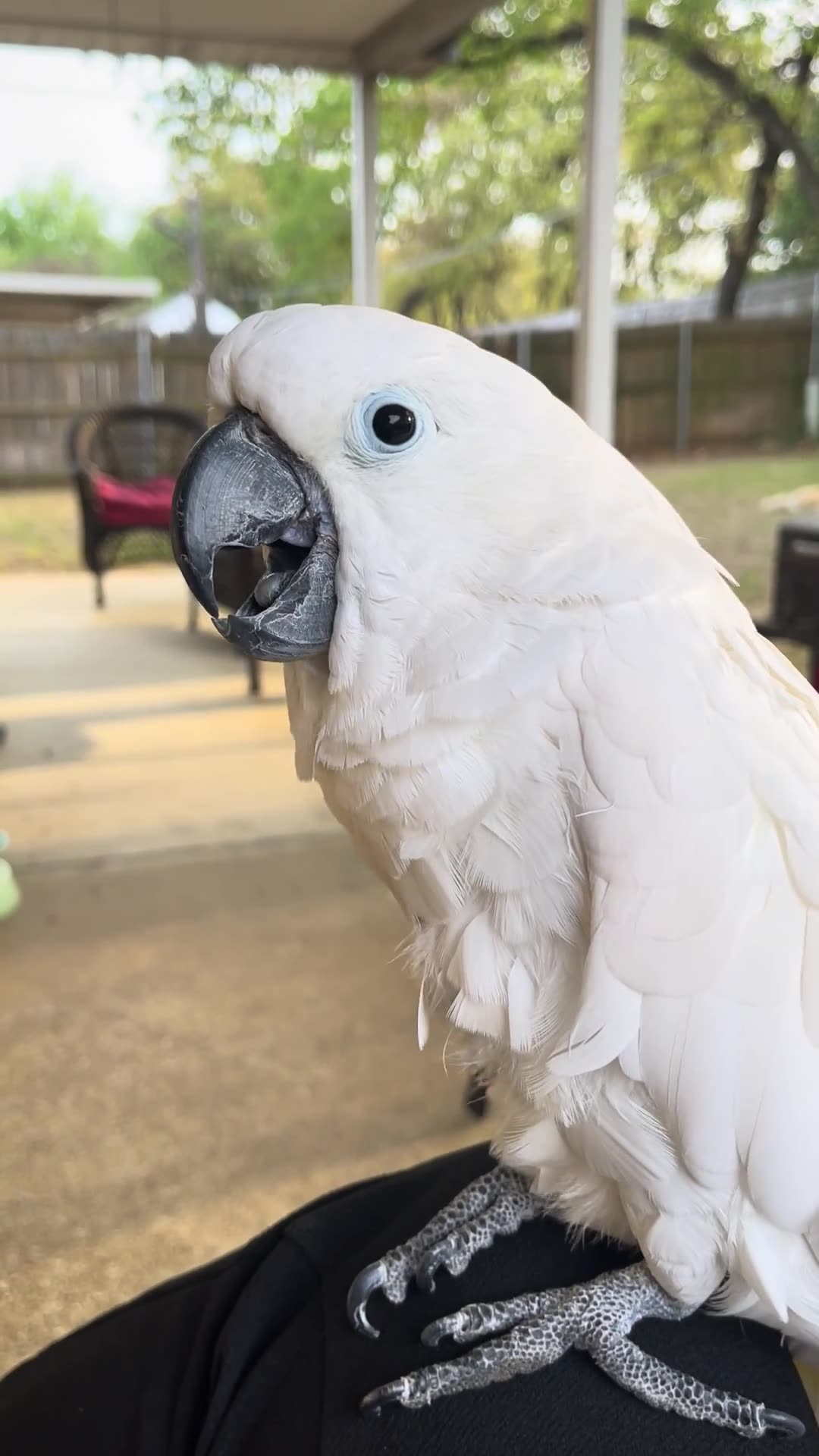 Cockatoo Has a Laughing Attack