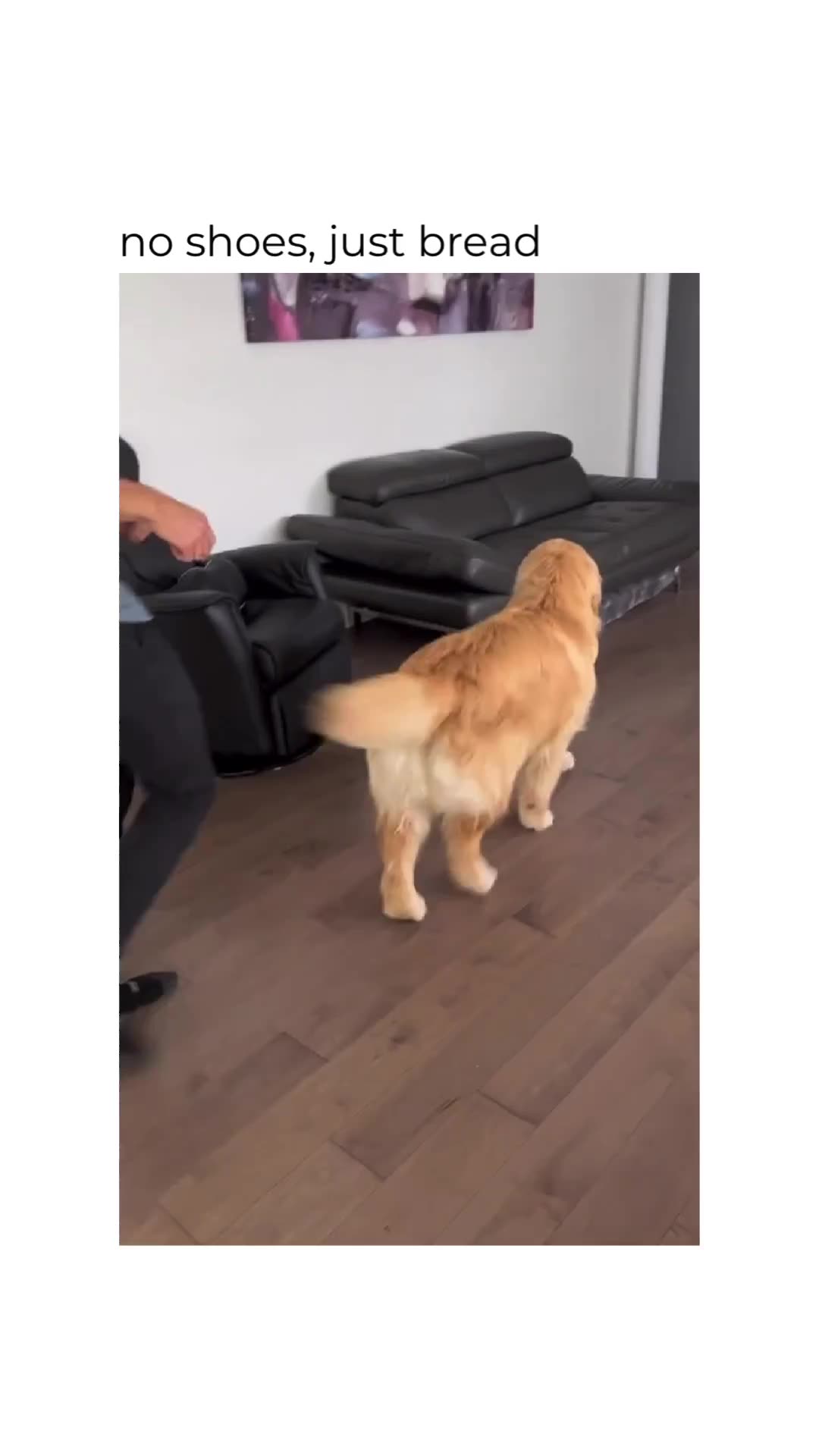 Chase that bread ••• - @thegoldendasher#dog #dogs #puppy