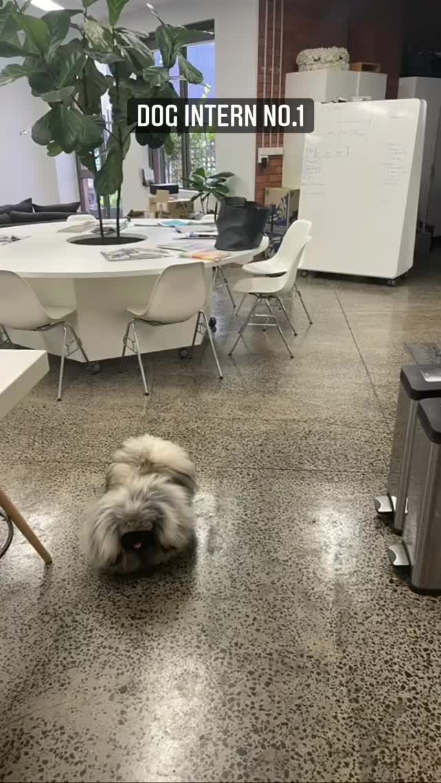 🔥Funniest Dogs will make you laugh all day long | Instagram Reels and ...