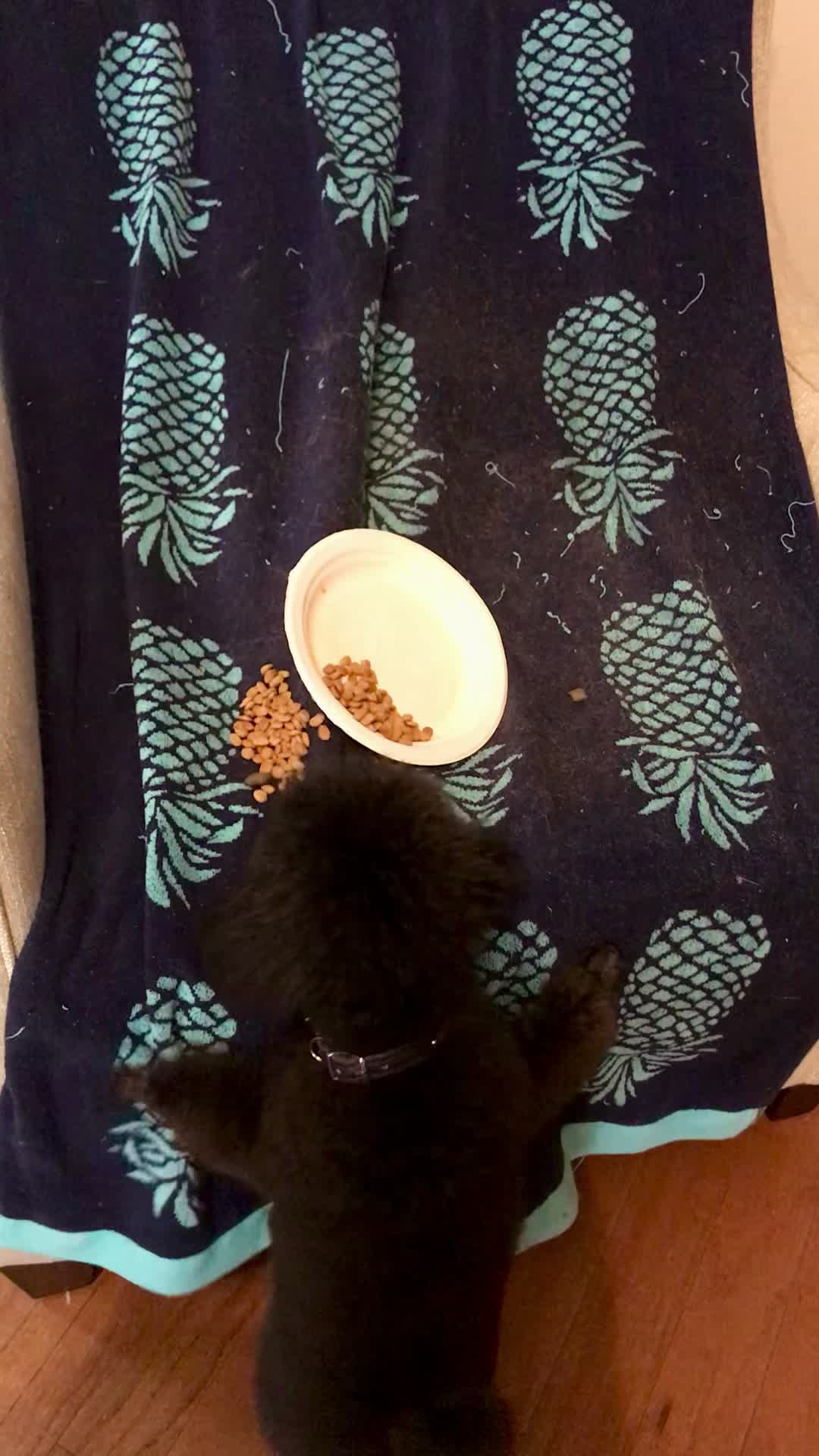 Pixie and the plate - Part 5 of 5