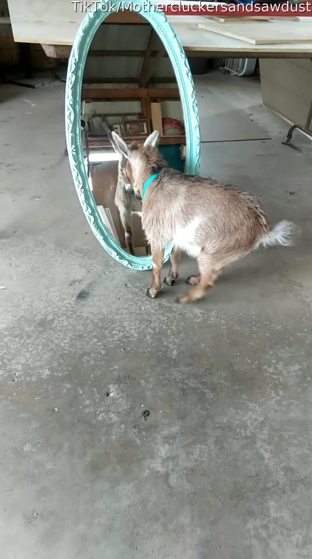 Baby Goat Fights With Himself in the Mirror