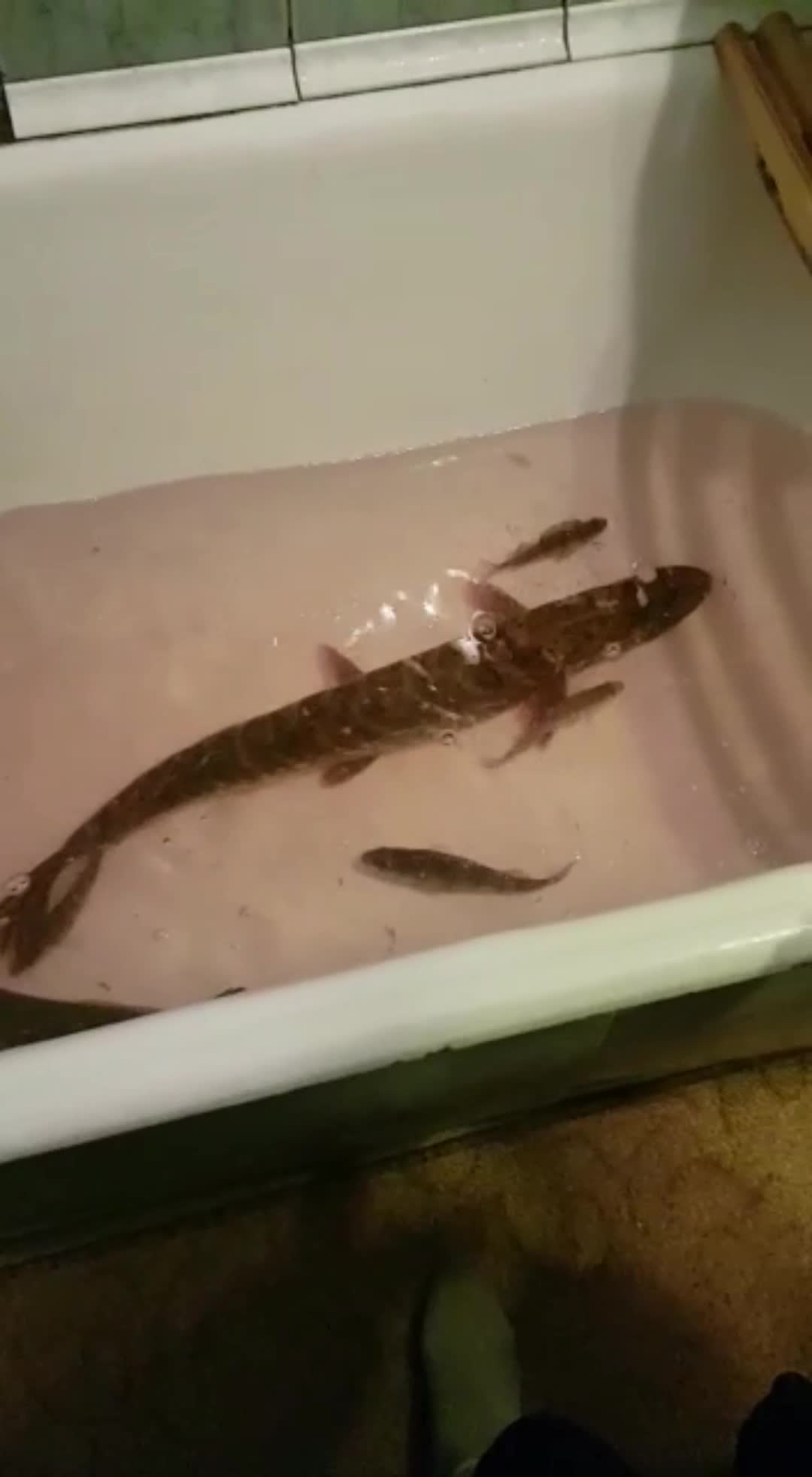 Record catch,5kg pike