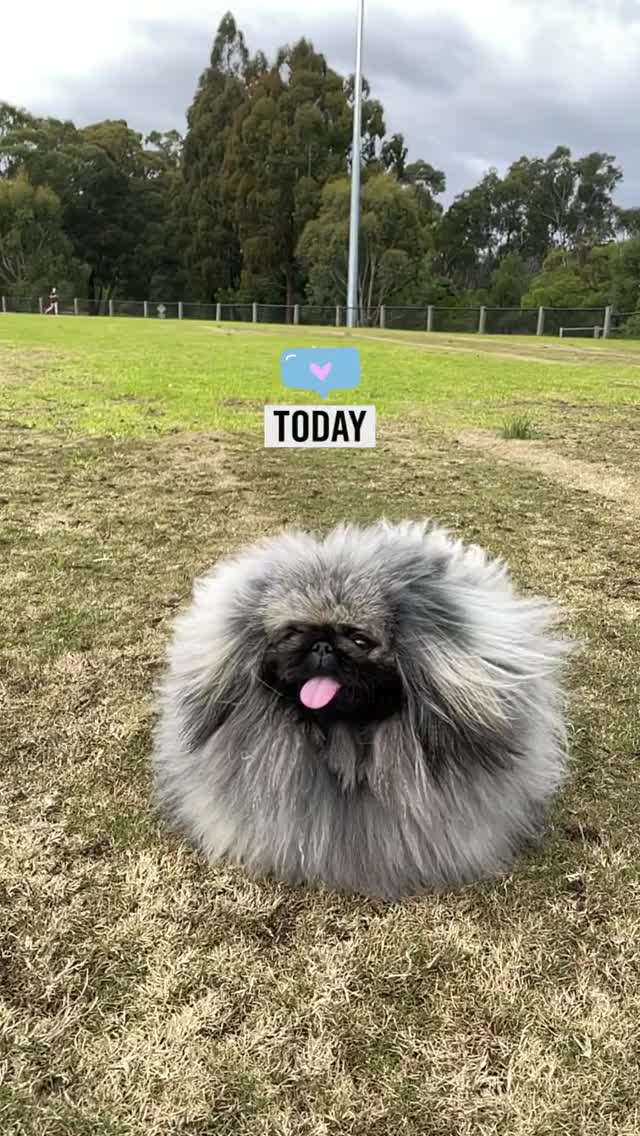 🔥Funniest Dogs will make you laugh all day long | Instagram Reels and ...