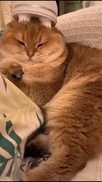 CUTE CAT🙂