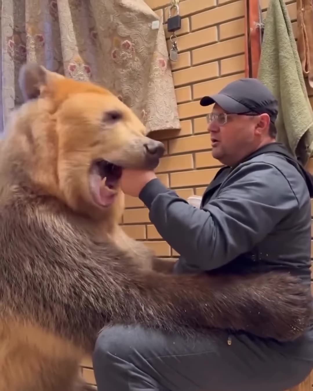 Good boy bear