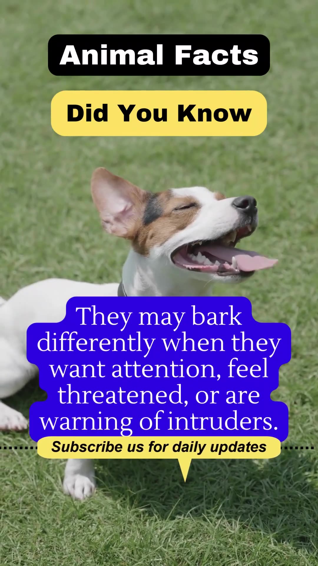 "118 Fascinating Animal Facts You Need to Know! 🐾🌟 | Fun and Viral Pet ...